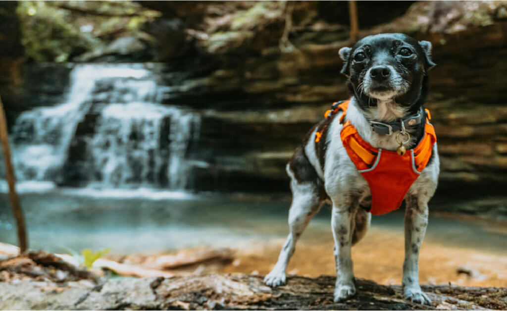Alabama’s Best Dog-Friendly Hikes | Earthborn Holistic Pet Food