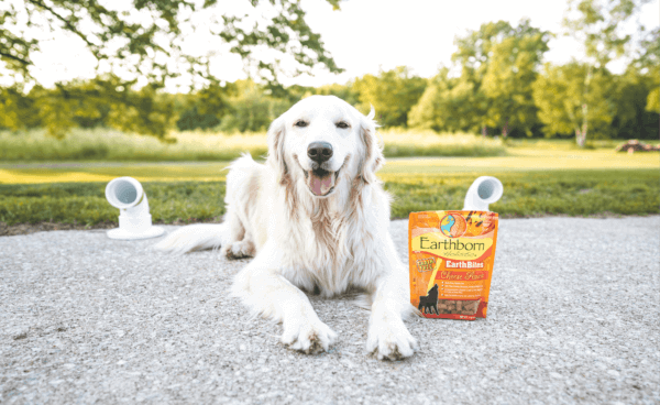Scent Work for Dogs | Earthborn Holistic Pet Food