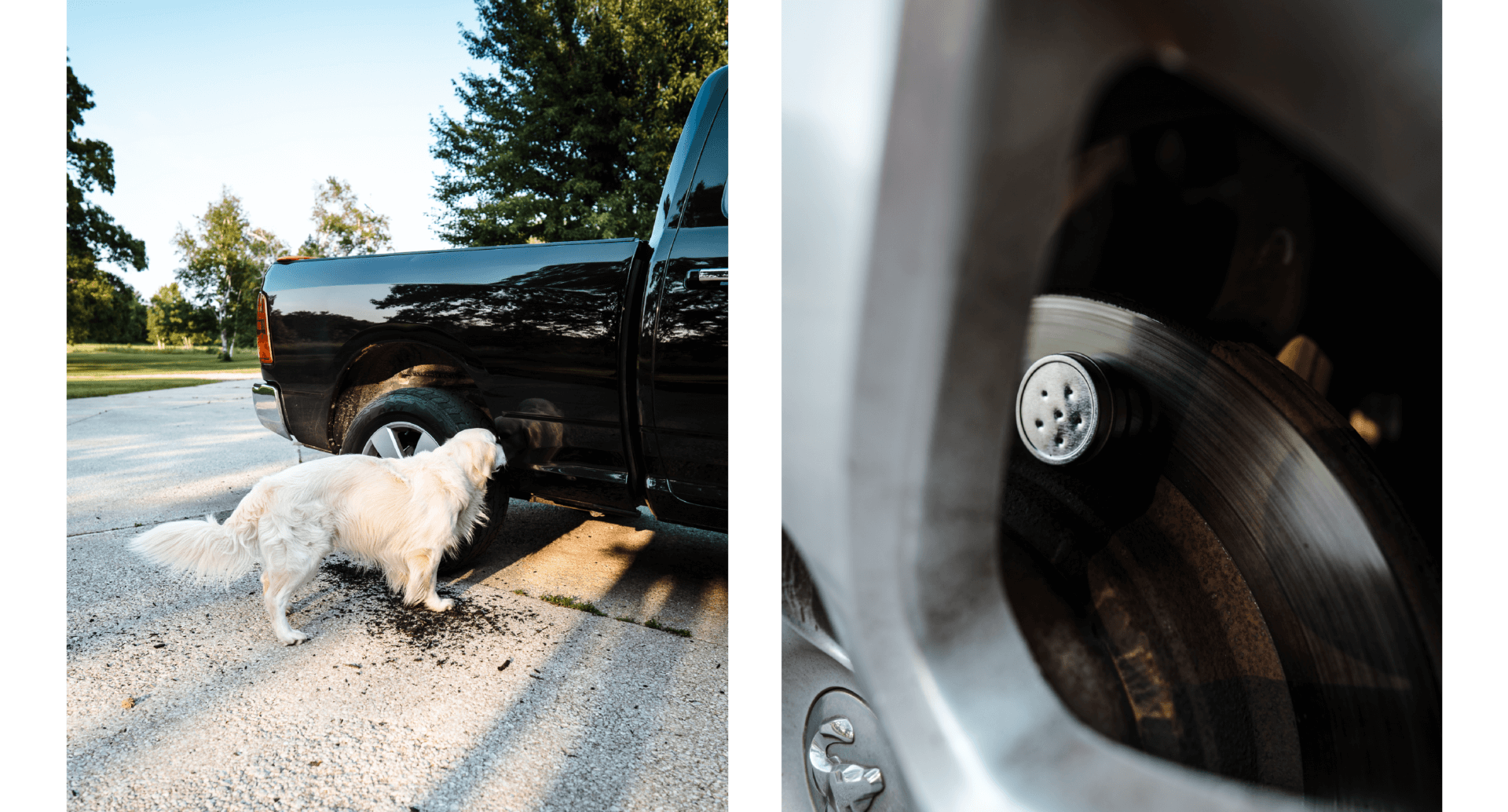 Scent Work for Dogs | Earthborn Holistic Pet Food