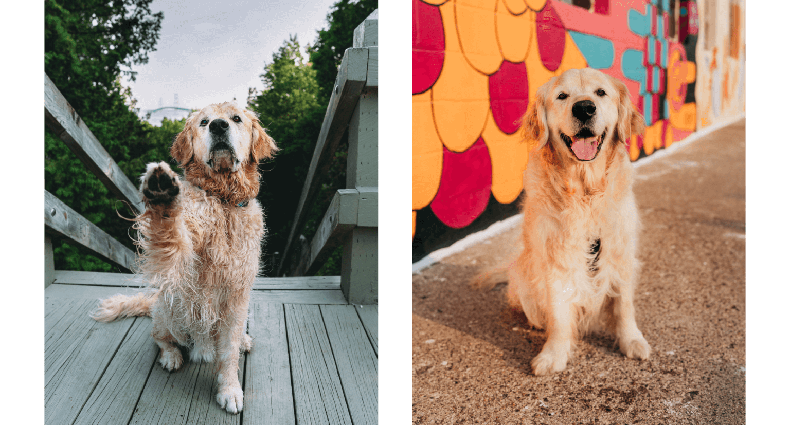 A Guide To Dog Friendly Northern Michigan Earthborn Holistic Pet Food a-guide-to-dog-friendly-northern-michigan-earthborn-holistic-pet-food