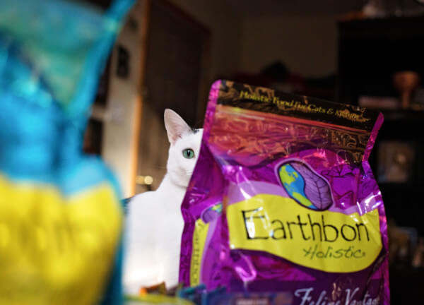 Everything to Know About Cat Kibble | Earthborn Holistic Pet Food