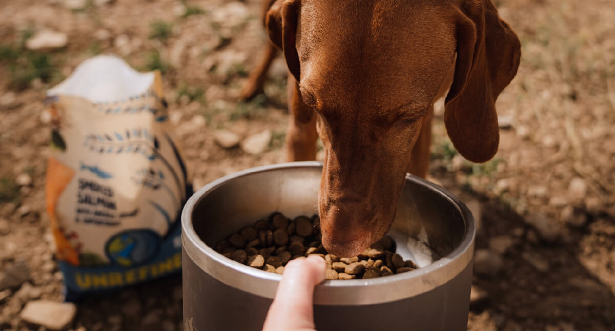 How Often Should I Feed My Dog? | Earthborn Holistic Pet Food