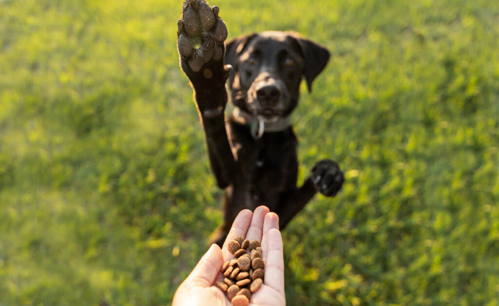 What and How Often Should I Feed My Dog? | Earthborn Holistic Pet Food