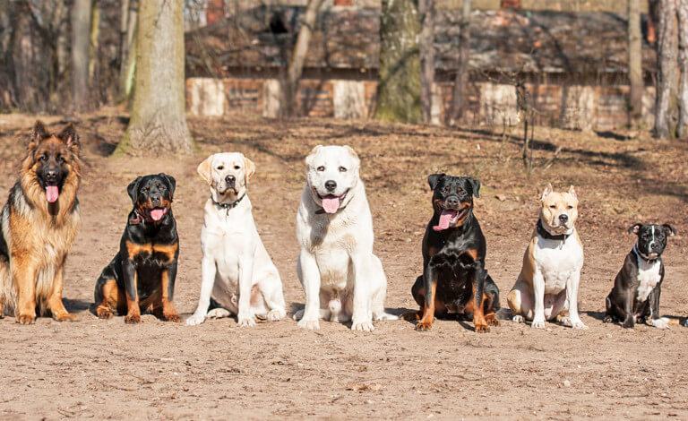 Can Dog Board and Train Programs Transform Your Pet's Behavior ...